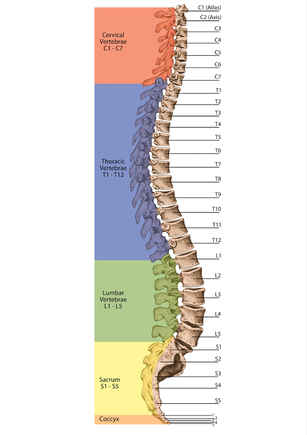 Spine Anatomy spine-anatomy